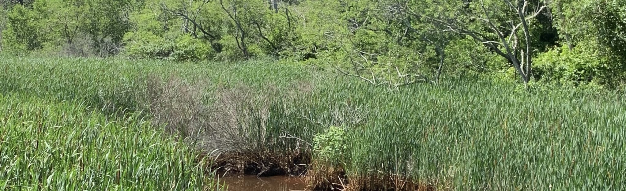 Griffin Island Loop, Massachusetts - 72 Reviews, Map | AllTrails