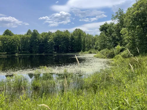 Best Hikes and Trails in Zoar Valley Multiple Use Area | AllTrails
