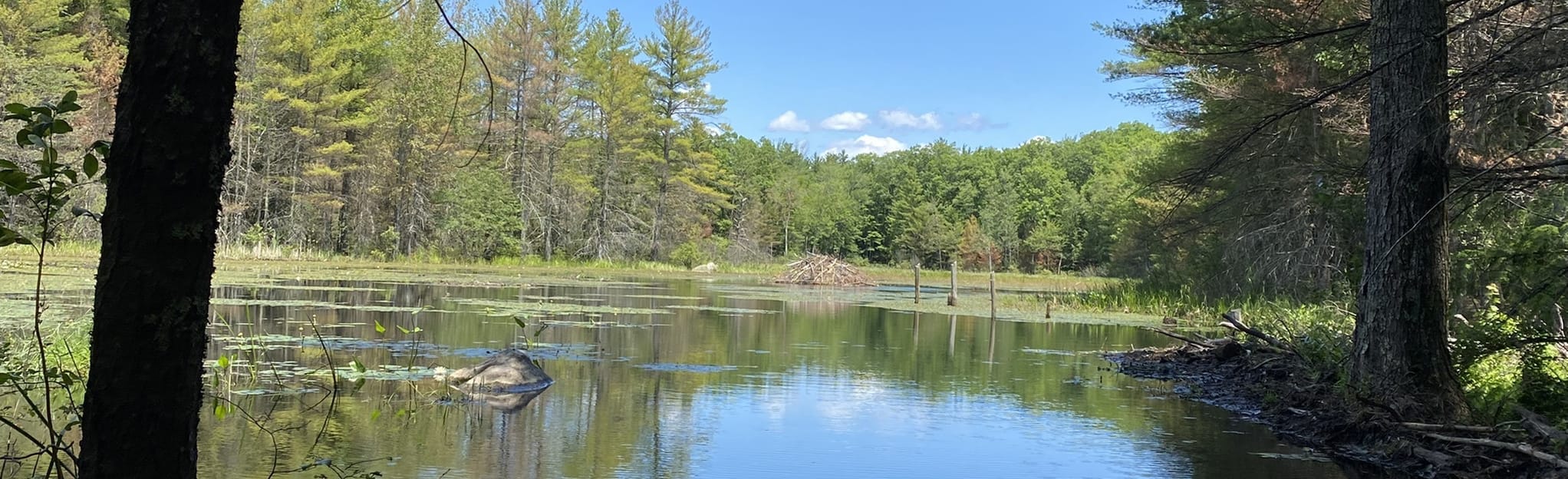 Bob's and Blackbriar Trail Loop: 27 Reviews, Map - New Hampshire ...