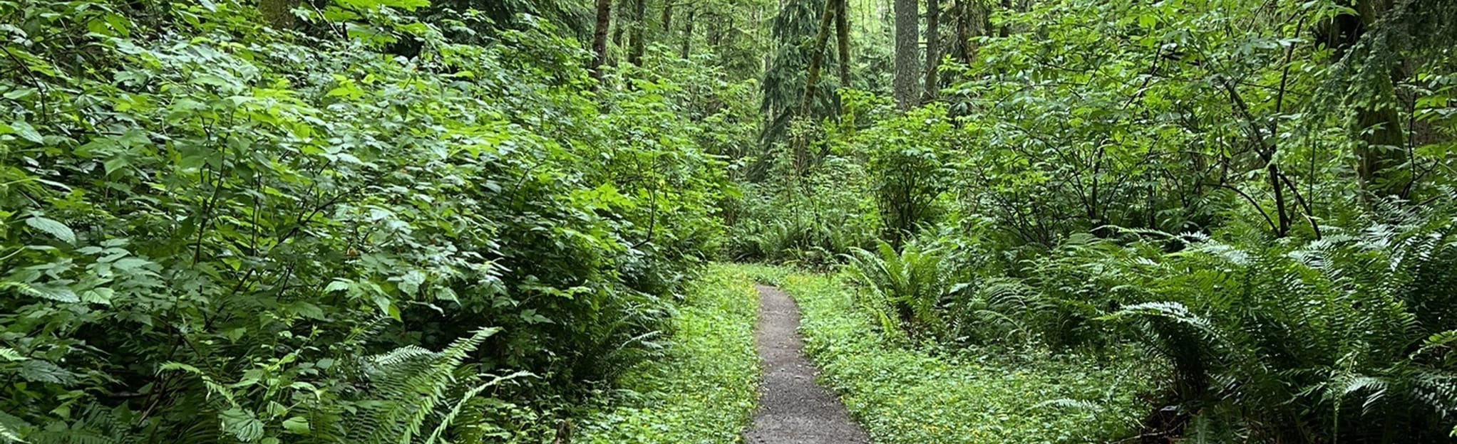 Bear Ridge to Shangri La Trail to West Tibbetts Creek Loop - Washington ...