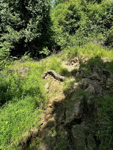 Best Hikes and Trails in Linbrook Woodlands | AllTrails