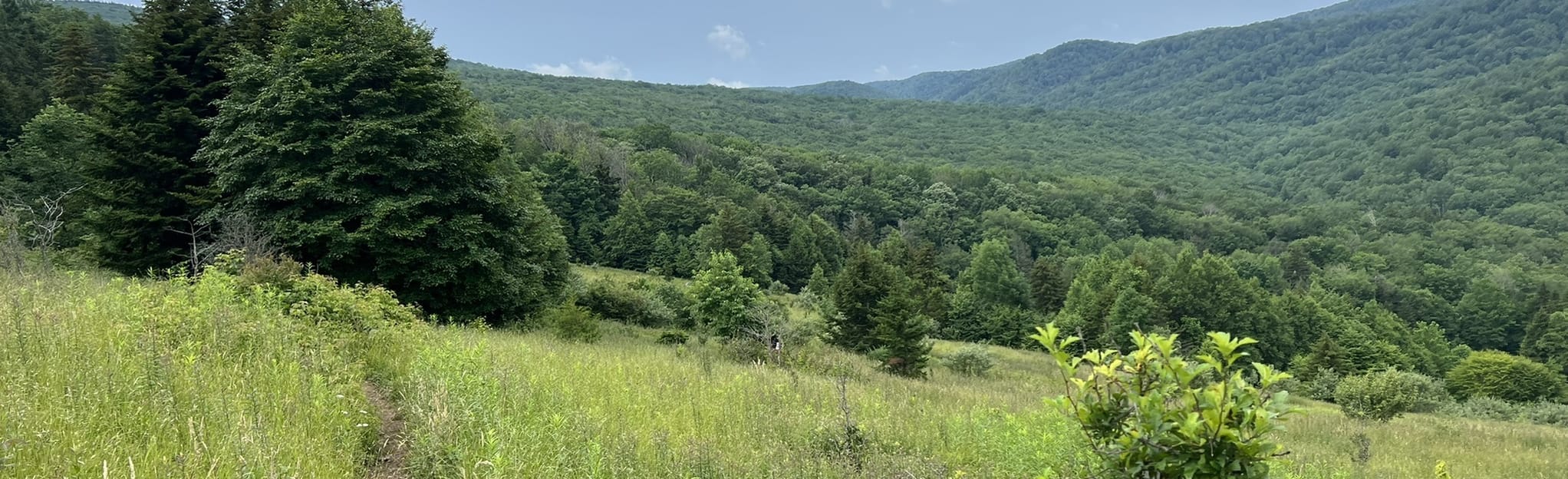 Huckleberry, Lumberjack, Seneca Creek Trail Loop, West Virginia - 162 ...