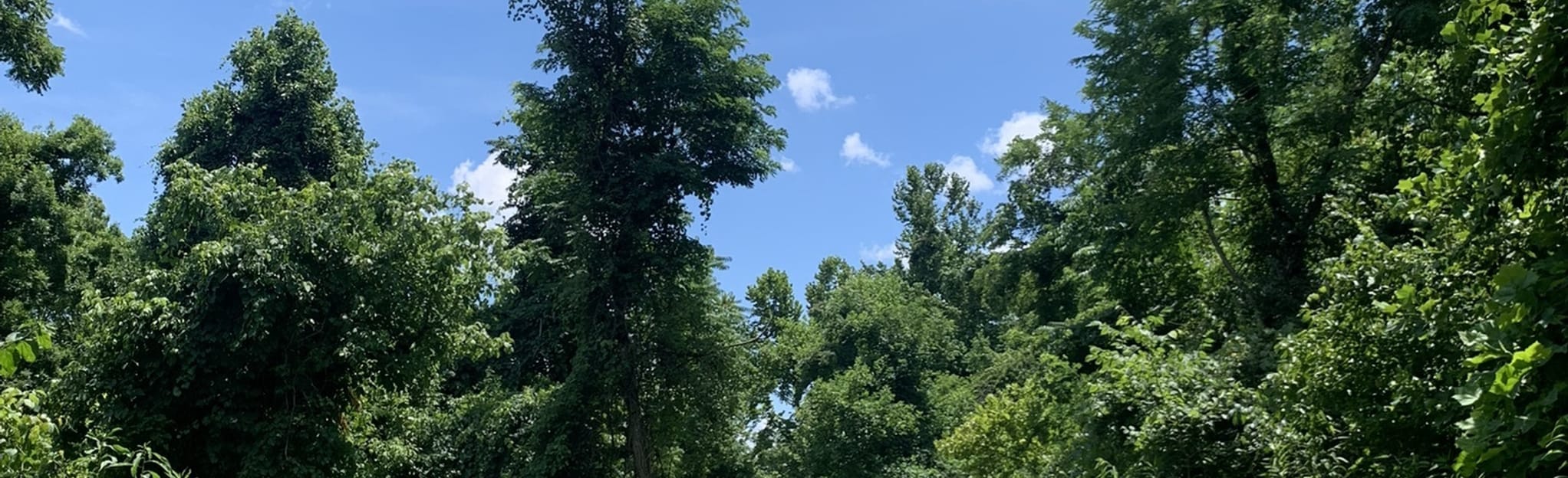 Devils Hollow Trail via Rocket Trail: 23 Reviews, Map - West Virginia ...