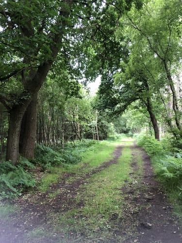 2023 Best trails in Fenns, Whixall, Bettisfield Mosses National Nature ...