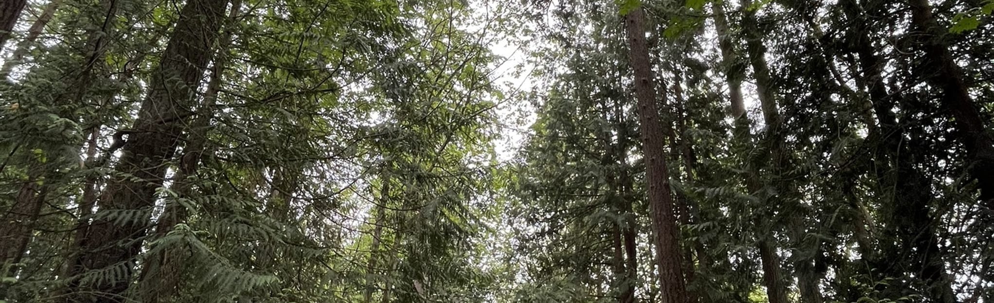 Stephenson Canyon Greenway, Washington - 49 Reviews, Map | AllTrails