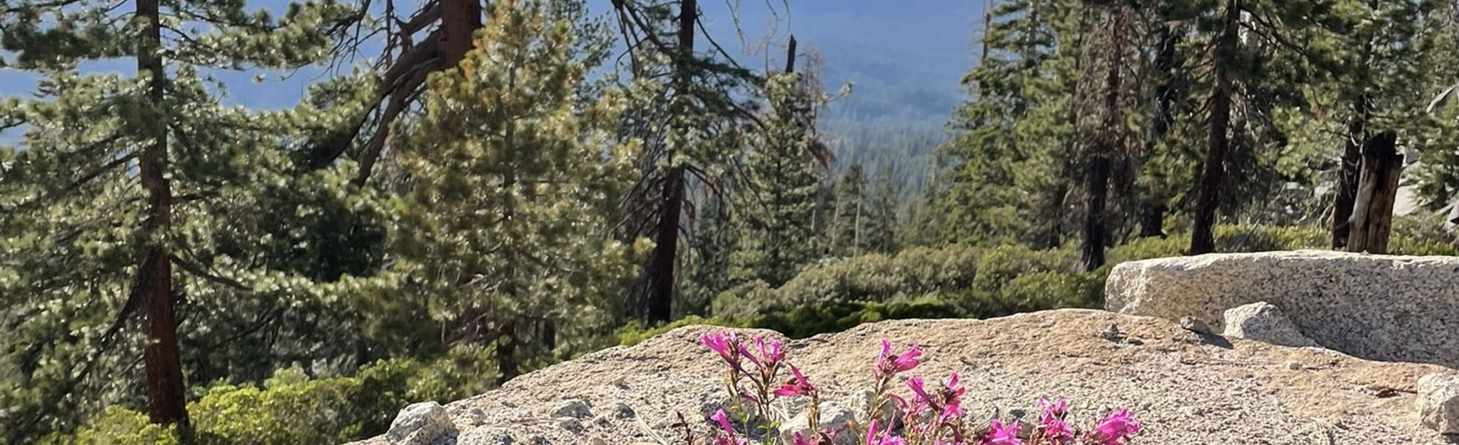 Buck Rock Fire Lookout Trail [CLOSED]: 91 Reviews, Map - California ...