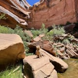Moonflower Canyon Trail, Utah - 357 Reviews, Map | AllTrails