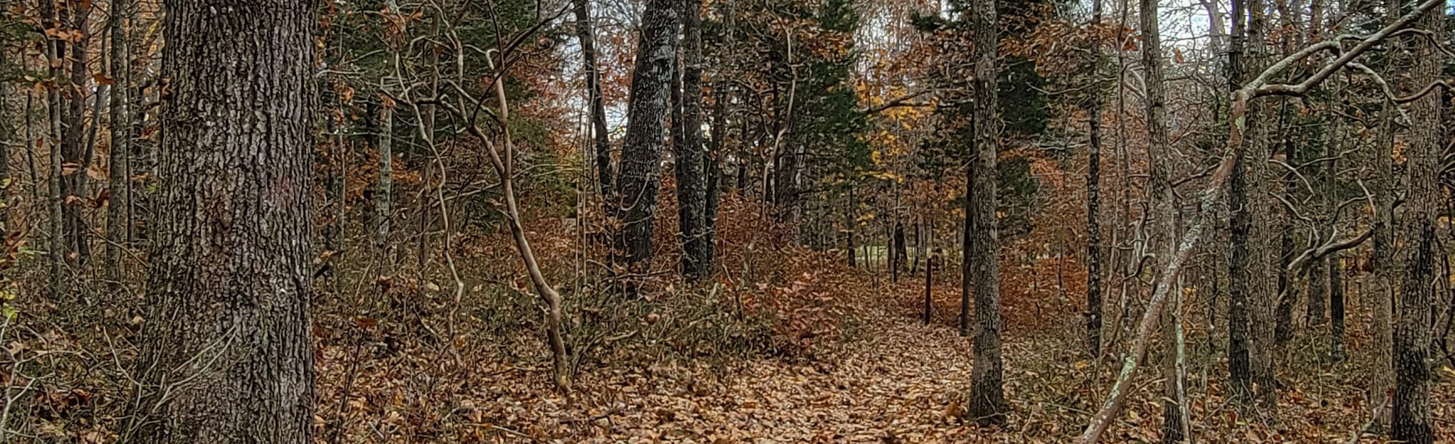 Meriwether Lewis Loop Trail: 323 Reviews, Map - Tennessee | AllTrails