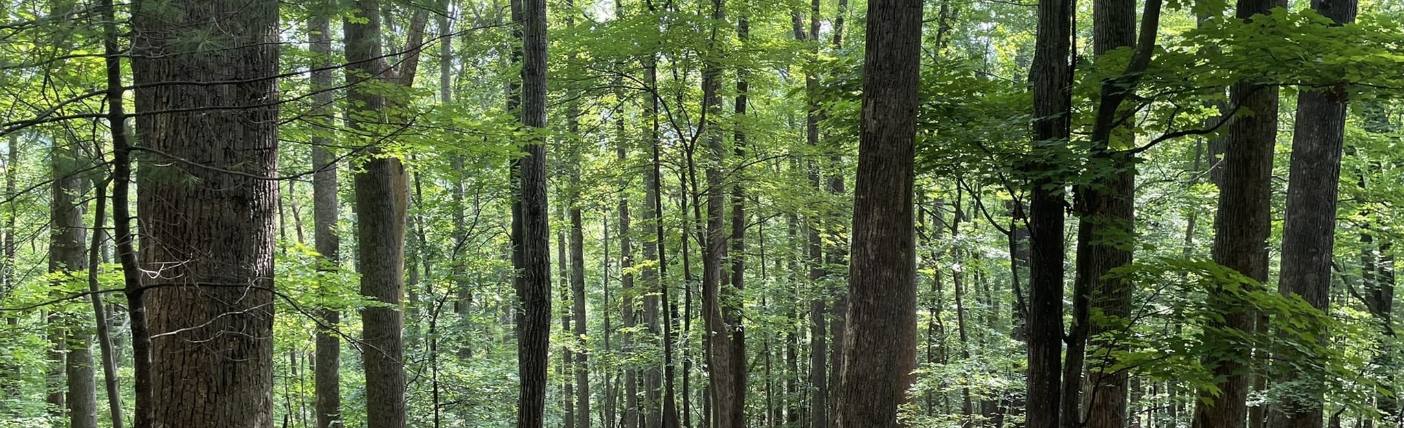 Iron Mine Trail, Virginia - 24 Reviews, Map | AllTrails