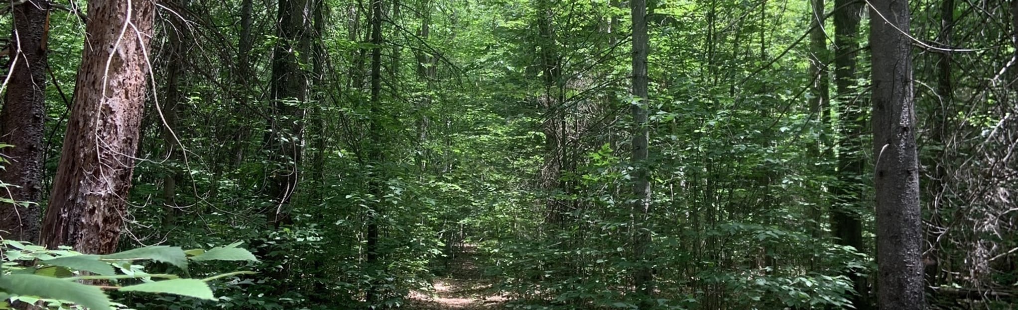 AllTrails | Blue Run Rocks Trail: 59 Reviews, Map - Pennsylvania