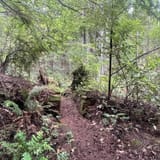 Ridge Loop Trail , Washington - 326 Reviews, Map | AllTrails