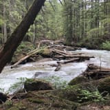 Upper Priest River Trail, Idaho - 86 Reviews, Map | AllTrails