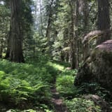 Upper Priest River Trail, Idaho - 86 Reviews, Map | AllTrails