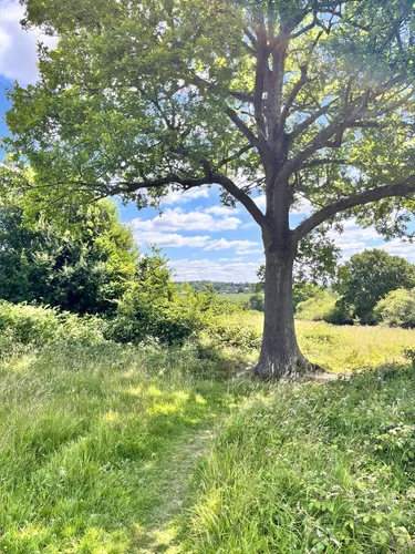 10 Best Hard Trails in High Weald National Landscape (AONB) | AllTrails