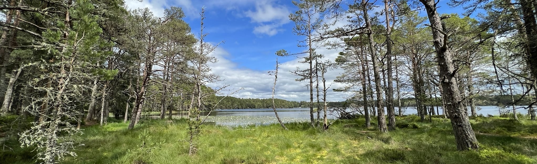Loch Garten Circular, Highlands, Scotland - 11 Reviews, Map | AllTrails