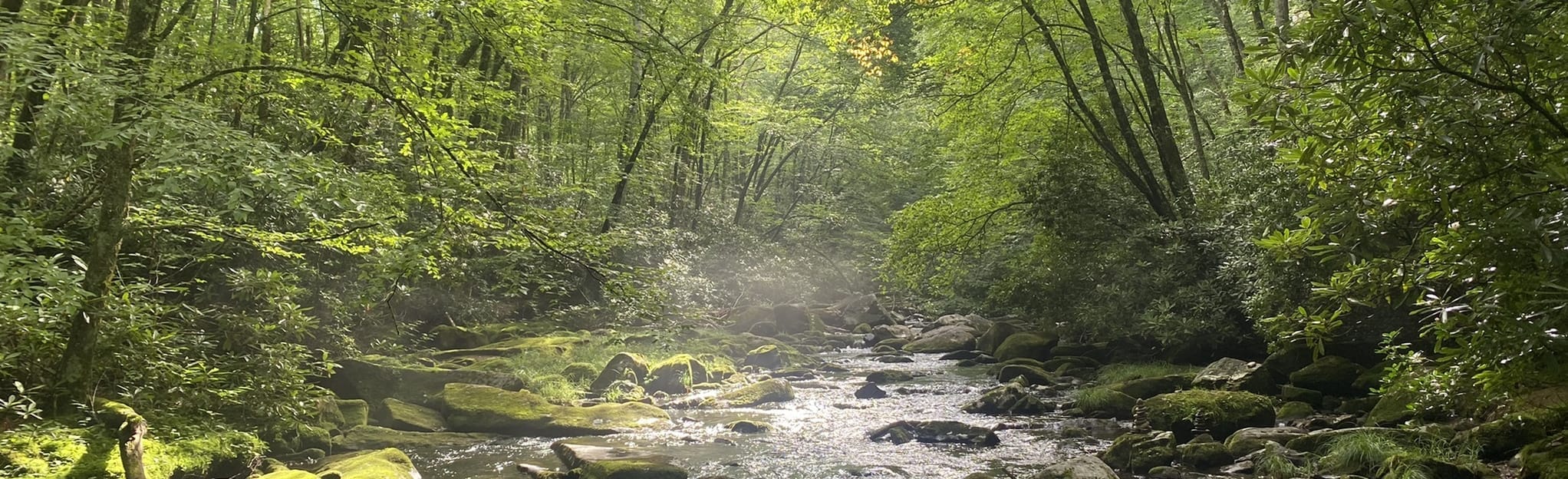 Snowbird Creek Waterfalls, North Carolina - 127 Reviews, Map | AllTrails
