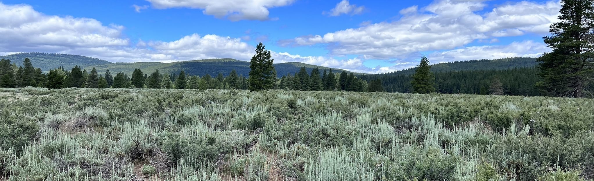 Emigrant Trail: Donner Camp Picnic Area to Hobart Mills Road: 163 ...