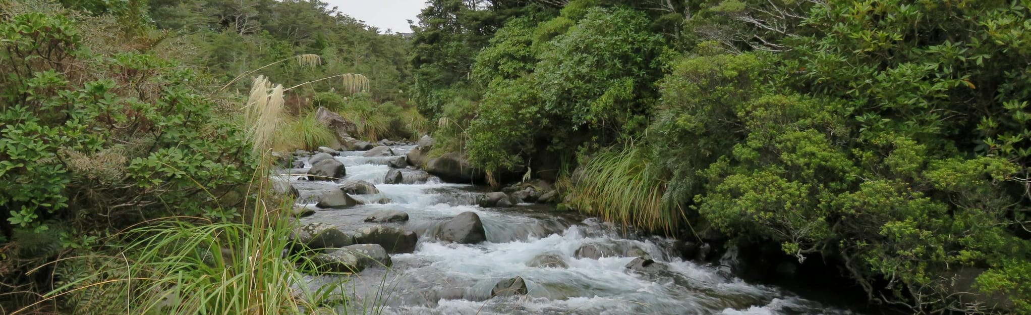 Whakapapa Nature Walk: 10 Reviews, Map - Manawatu-Wanganui, New Zealand ...