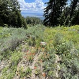 Round Mountain from South Trailhead, Oregon - 34 Reviews, Map | AllTrails