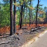 Batona Trail, New Jersey - 322 Reviews, Map | AllTrails