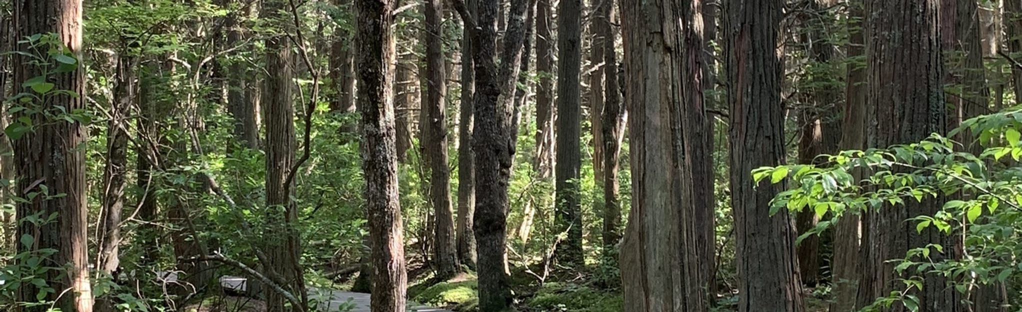 Marconi Station, Atlantic White Cedar Swamp, and Old Wireless Trail: 58 ...