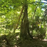 Bulow Woods Hiking Trail, Florida - 204 Reviews, Map | AllTrails