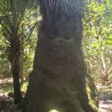 Bulow Woods Hiking Trail, Florida - 204 Reviews, Map | AllTrails