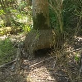 Bulow Woods Hiking Trail, Florida - 204 Reviews, Map | AllTrails
