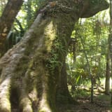 Bulow Woods Hiking Trail, Florida - 204 Reviews, Map | AllTrails