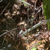 Bulow Woods Hiking Trail, Florida - 204 Reviews, Map | AllTrails