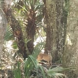 Bulow Woods Hiking Trail, Florida - 204 Reviews, Map | AllTrails