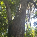 Bulow Woods Hiking Trail, Florida - 204 Reviews, Map | AllTrails