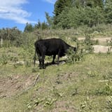 Webster's Dam/Manmade Falls, Idaho - 250 Reviews, Map | AllTrails