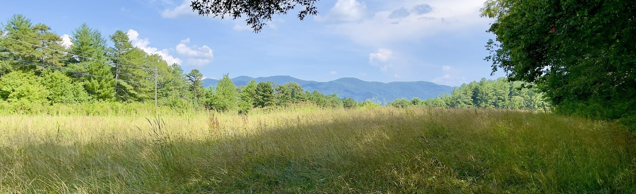 Big Berea Trail, Bull Creek Trail, and White Pine Loop - North Carolina ...