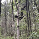 Hickory Ridge Outer Trail, Tennessee - 374 Reviews, Map | AllTrails