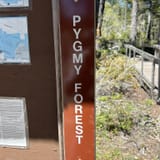 Pygmy Forest Discovery Trail, California - 116 Reviews, Map | AllTrails