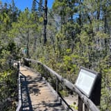 Pygmy Forest Discovery Trail, California - 116 Reviews, Map | AllTrails