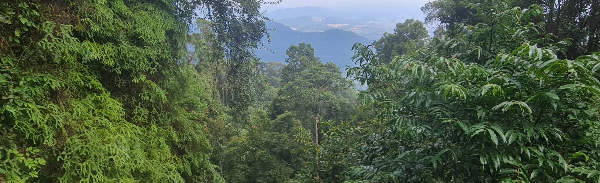 Maxwell Hill Loop, Perak, Malaysia - 152 Reviews, Map | AllTrails