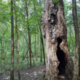 Hickory Ridge Outer Trail, Tennessee - 355 Reviews, Map | AllTrails