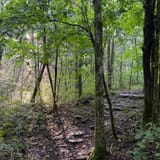 Hickory Ridge Outer Trail, Tennessee - 355 Reviews, Map | AllTrails