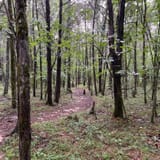 Hickory Ridge Outer Trail, Tennessee - 374 Reviews, Map | AllTrails
