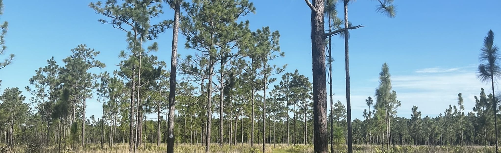 Hal Scott Preserve Red Blaze Loop: 66 Reviews, Map - Florida | AllTrails