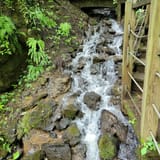 Foxfire Mountain Trail, Tennessee - 68 Reviews, Map | AllTrails