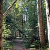 Besser Natural Area Loop, Michigan - 94 Reviews, Map | AllTrails