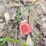 Bulow Woods Hiking Trail, Florida - 204 Reviews, Map | AllTrails