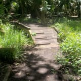 Bulow Woods Hiking Trail, Florida - 204 Reviews, Map | AllTrails