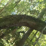 Bulow Woods Hiking Trail, Florida - 227 Reviews, Map | AllTrails