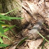 Bulow Woods Hiking Trail, Florida - 227 Reviews, Map | AllTrails