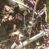 Bulow Woods Hiking Trail, Florida - 227 Reviews, Map | AllTrails