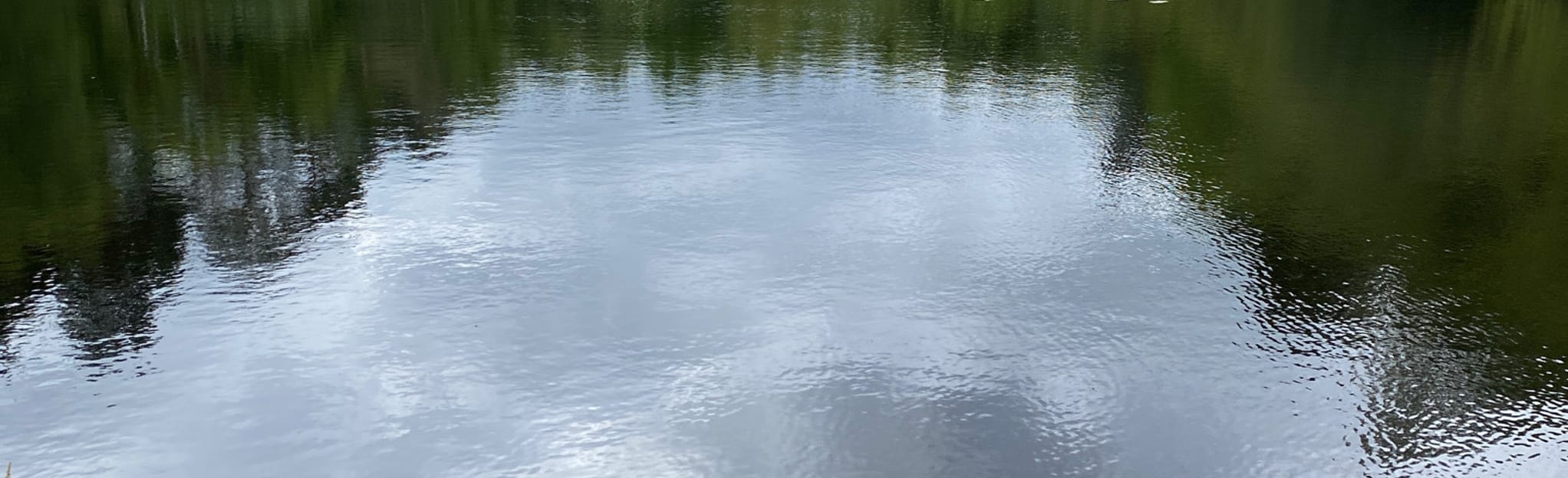 Yateley Common Pond Trail, Surrey, England - 147 Reviews, Map | AllTrails